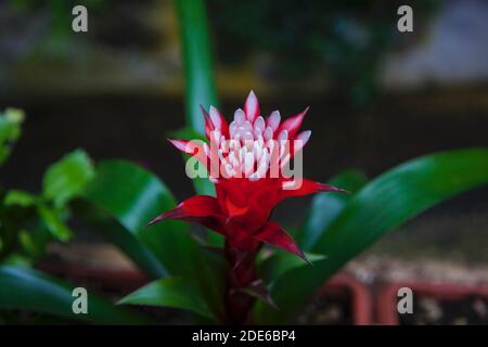 Detail of a Flaming Torch flower Stock Photo - Alamy