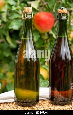 Brut and rose apple cider from Normandy in bottles, France and green ...