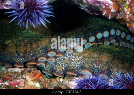 California two-spot octopus (Octopus bimaculoides) held temporarily in ...