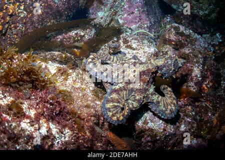 California two-spot octopus (Octopus bimaculoides) held temporarily in ...