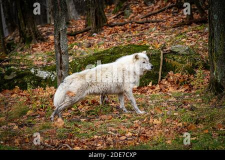 White wolf stretching Stock Photo - Alamy