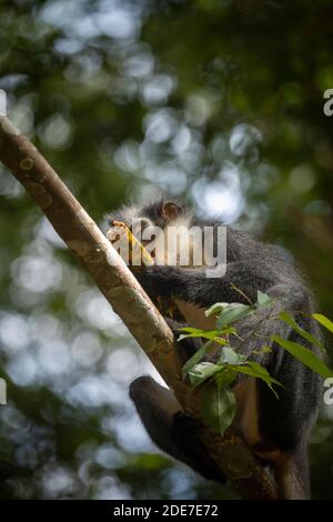 Thomas' langur (Presbytis thomasi), also known as the Thomas Leaf ...