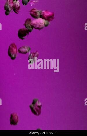 A lot of little pink roses falling on a pink background - vertical ...