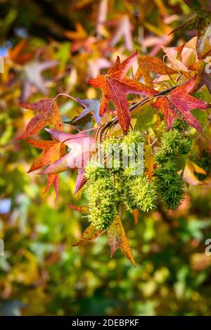 Seed pod of Liquidambar Styraciflua tree, also referred to as from the ...
