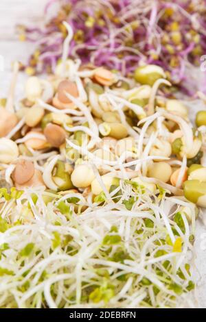 Nutritious different sprouts as source natural vitamins and minerals ...
