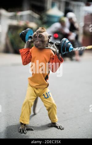 The chained monkey seen while on training before the street circus ...
