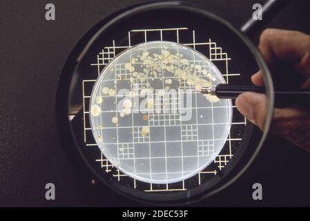 EPA GULF BREEZE LABORATORY: THE MICRO-BIOLOGY LAB. TAKING A BACTERIA ...