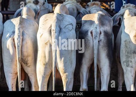 Cattle sold at the Padre Garcia Livestock Auction Market in Batangas ...
