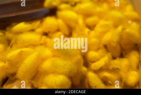 yellow silkworm cocoons shell. This is a source of silk thread and silk ...
