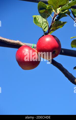 Apple Red Devil growing in an English Apple orchard Cheshire England UK ...