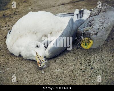 A dead seagull or bird at the edge of the water next to plastic waste ...