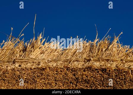 Fresh straw, newly laid by a Master Thatcher on a rear slope, contrasts ...