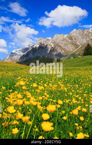 Alp, alps, flora, Alpstein, area, massif, Appenzell, view, mountain ...