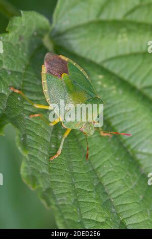 Common adult green shield bug, Cherry Willingham, Lincolnshire, England ...