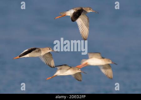 Redshank (Tringa totanus), small flock in flight Stock Photo - Alamy