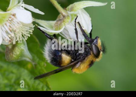 Bumblebee mimic hoverfly (Volucella bombylans), sitting on a leaf, side ...