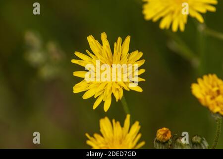 Beaked Hawksbeard flowers plant growing against a brick wall - Crepis ...