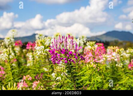 Beautiful Flower Garden At Singha Park Chiang Rai Landscape Of
