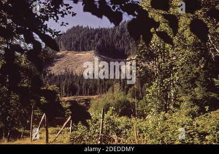 1970s Photos (1972) - This hillside; which was clear-cut and then ...