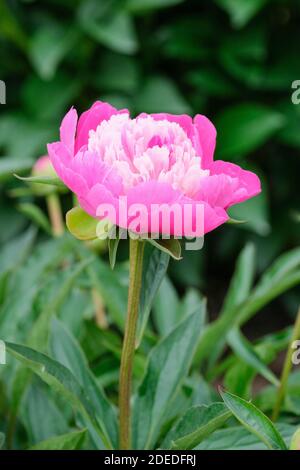 Close-up of white peony blooms with yellow centers and closed green ...