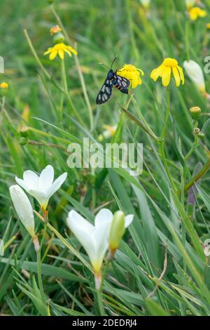 Heady Maiden moth (Amata cerbera), Kruger National Park, South Africa ...