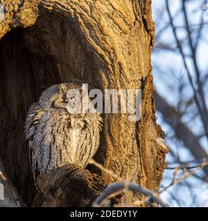 A vertical shot of an adult Eastern screech owl Stock Photo - Alamy