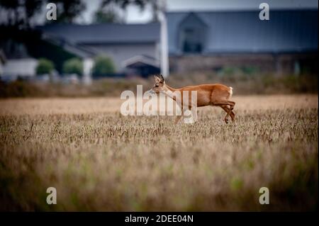 Nice deer in the wild life. before hunting began Stock Photo - Alamy