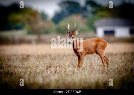 Nice deer in the wild life. before hunting began Stock Photo - Alamy