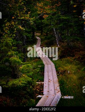 Wooden Pathway Through Dense Pine Forest, Peaceful Nature Trail Stock ...