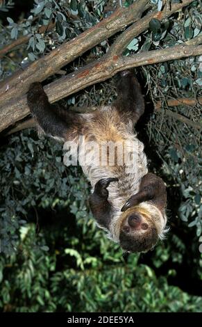 MANED THREE-TOED SLOTH in tree Bradypus torquatus Atlantic Forest ...