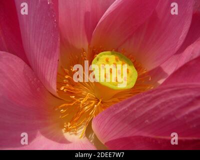 Closeup shot of a stigma of a lotus flower Stock Photo - Alamy