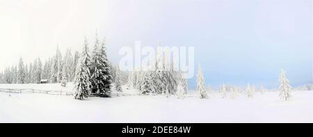 A view of a clump of pine trees covered with snow in a field during ...