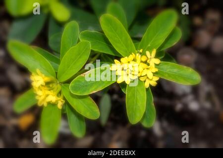Daphne Gemmata ‘Royal Crown’ shrub showing yellow flowers, natural ...