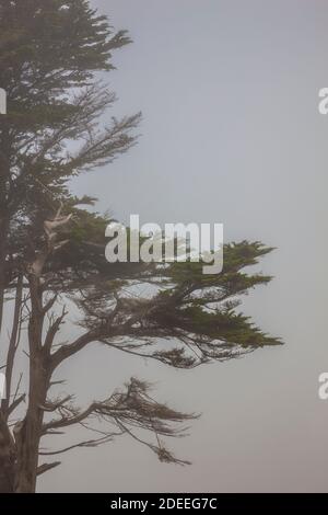 Wind swept tree in California Stock Photo - Alamy