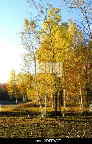 Beautiful autumn landscape with birch trees in a field on a cloudy day ...