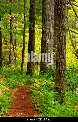 Forest path Lewis River Gifford Pinchot National Forest Washington USA ...
