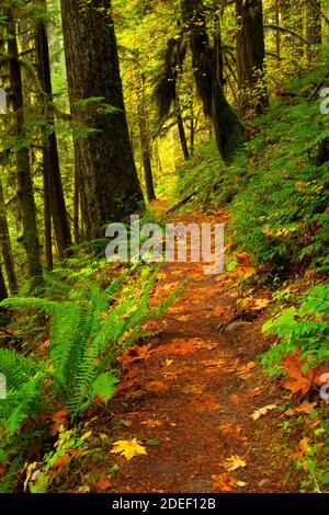Forest path Lewis River Gifford Pinchot National Forest Washington USA ...