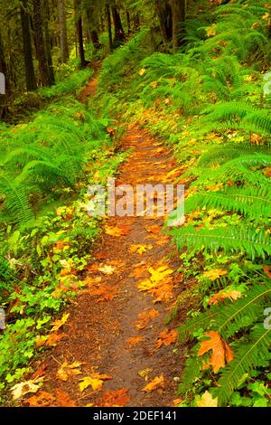 Forest path Lewis River Gifford Pinchot National Forest Washington USA ...