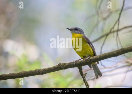 Eastern Yellow Robin, Eopsaltria australis in Otway NP, Victoria ...