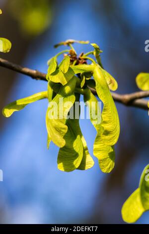 Maple tree seed pods Stock Photo - Alamy