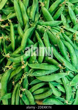 Close-up of a lot of ripe peas in hands. Green pea in a green bowl ...