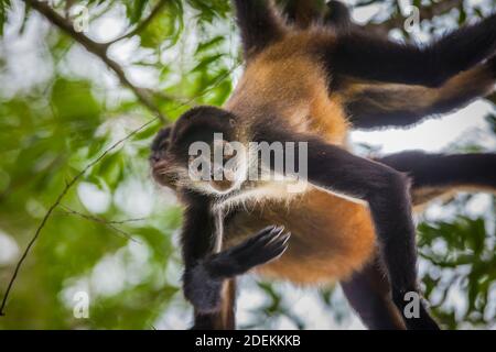 Azuero Spider Monkeys, Ateles geoffroyi azuerensis, inside the dense ...