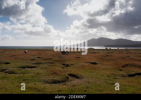 Saunders landscape, Falkland, January 2018 Stock Photo - Alamy