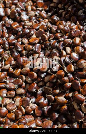 Raw fresh sweet chestnut for ready for sale Stock Photo - Alamy