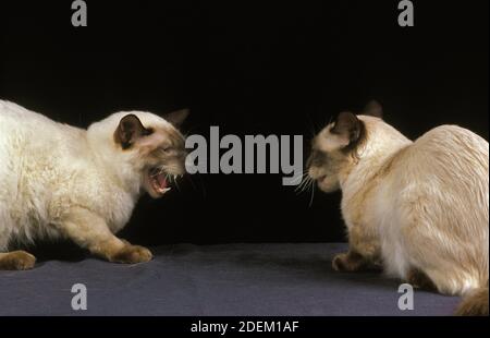 Domestic Cat, Adults Snarling Stock Photo - Alamy