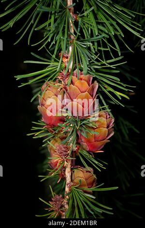 Closeup larch tree blossom in spring, shallow focus Stock Photo - Alamy