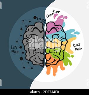 Left and right human brain. Creative half and logic half of human mind ...