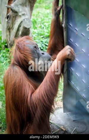 Berlin Zoo in Germany is one of the oldest Zoo of the Europe. Exotic ...