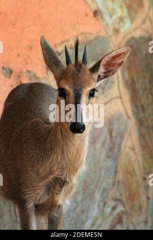 Bush Duiker (Sylvicapra grimmia) male standing in a clearing Bale ...