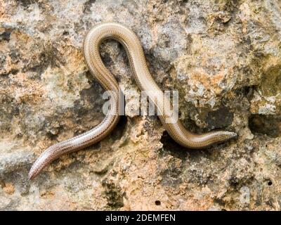 limbless skink, Ophiomorus punctatissimus in greece Stock Photo - Alamy